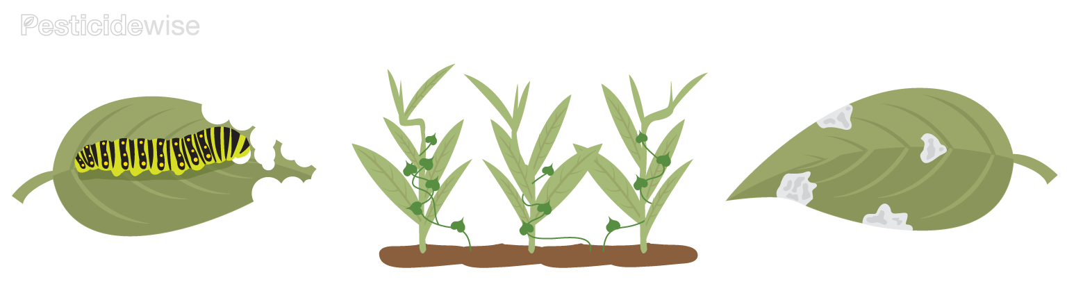 Make the right choices for best pest control | Pesticidewise