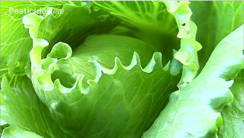 Knapsack spraying lettuce | Pesticidewise