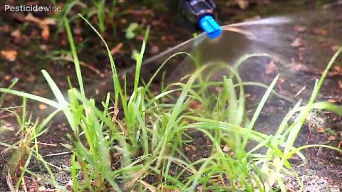 Spot spraying herbicides with a knapsack sprayer | Pesticidewise