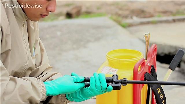 Spraying insecticides or fungicides upwards with a knapsack sprayer ...